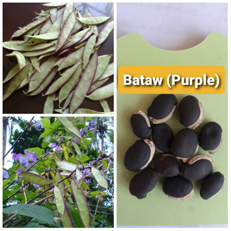 hyacinth bean seeds/ bataw (purple) | Shopee Philippines