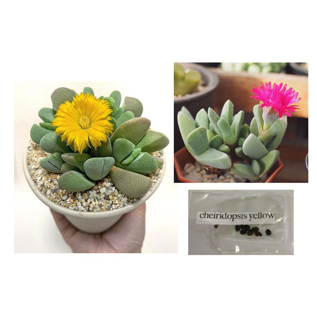 Mixed Seeds cheiridopsis yellow red split rock succulent lith Oregano ...