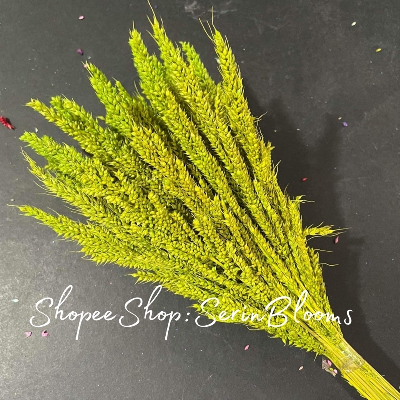 Local Dried Trigo sold per bundle | Shopee Philippines