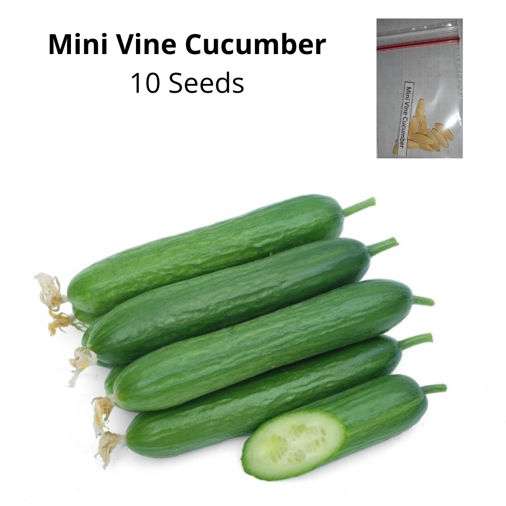 Mini Vine Cucumber Seeds | Shopee Philippines