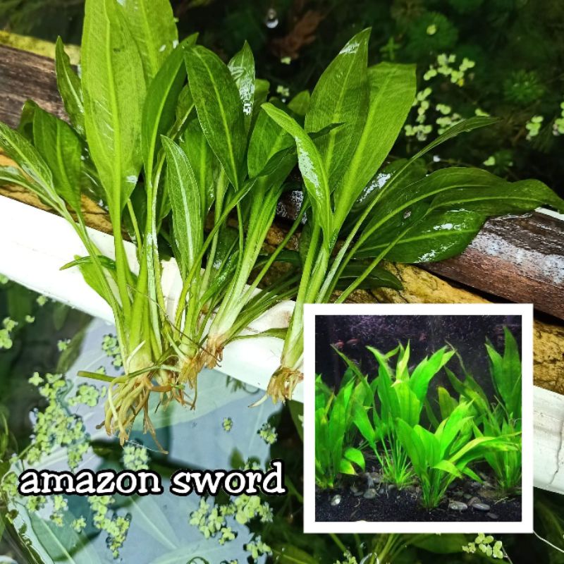 Amazon sword Aquatic plants | Shopee Philippines