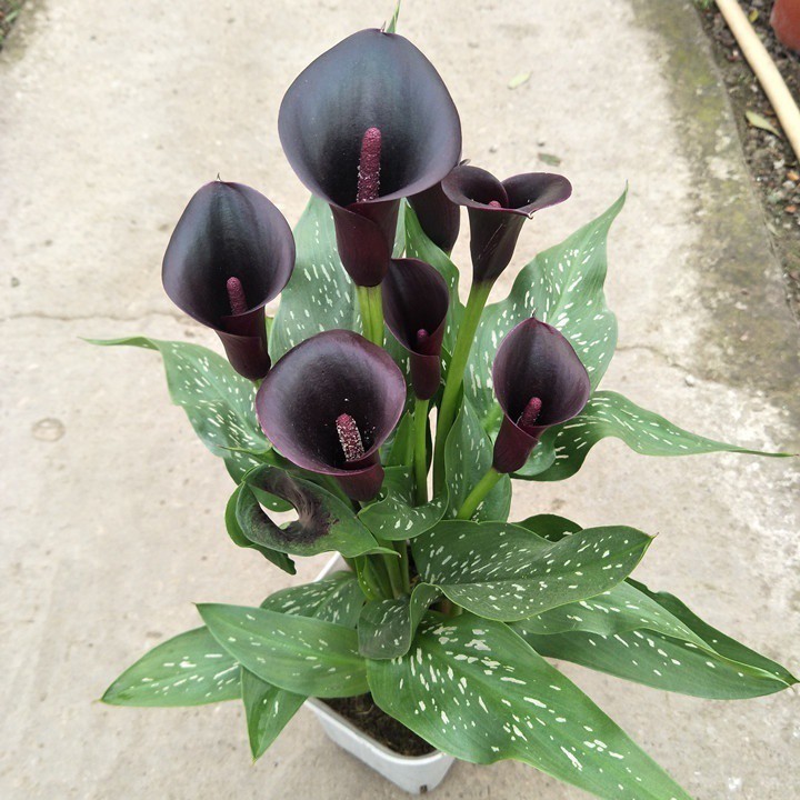 100pcs Calla Lily Rare Flower Seeds Bonsai Potted Plant Perennial ...