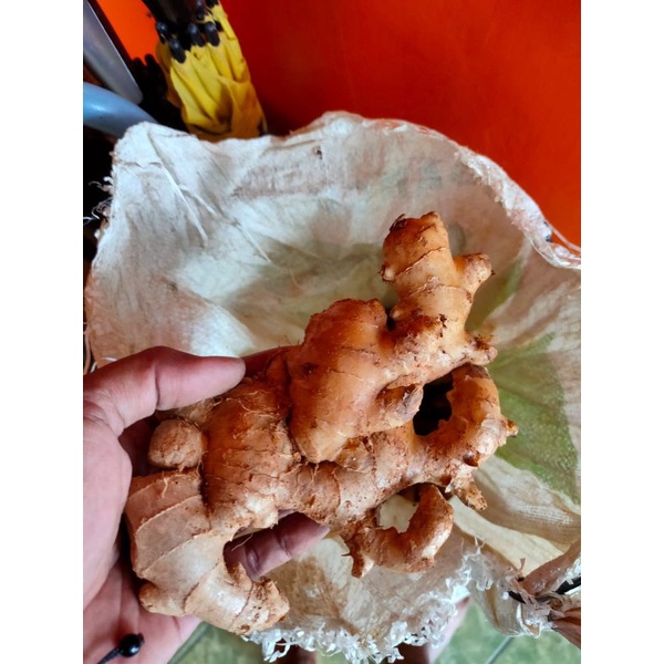 Ginger Elephant JUMBO 1/2KG 1/4KG | Shopee Philippines
