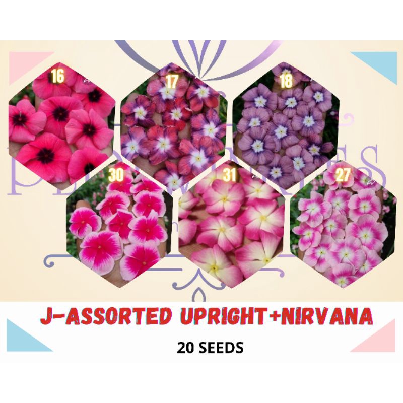 Indonesian Vinca/Periwinkle ASSORTED Upright+Nirvana (20 seeds ...