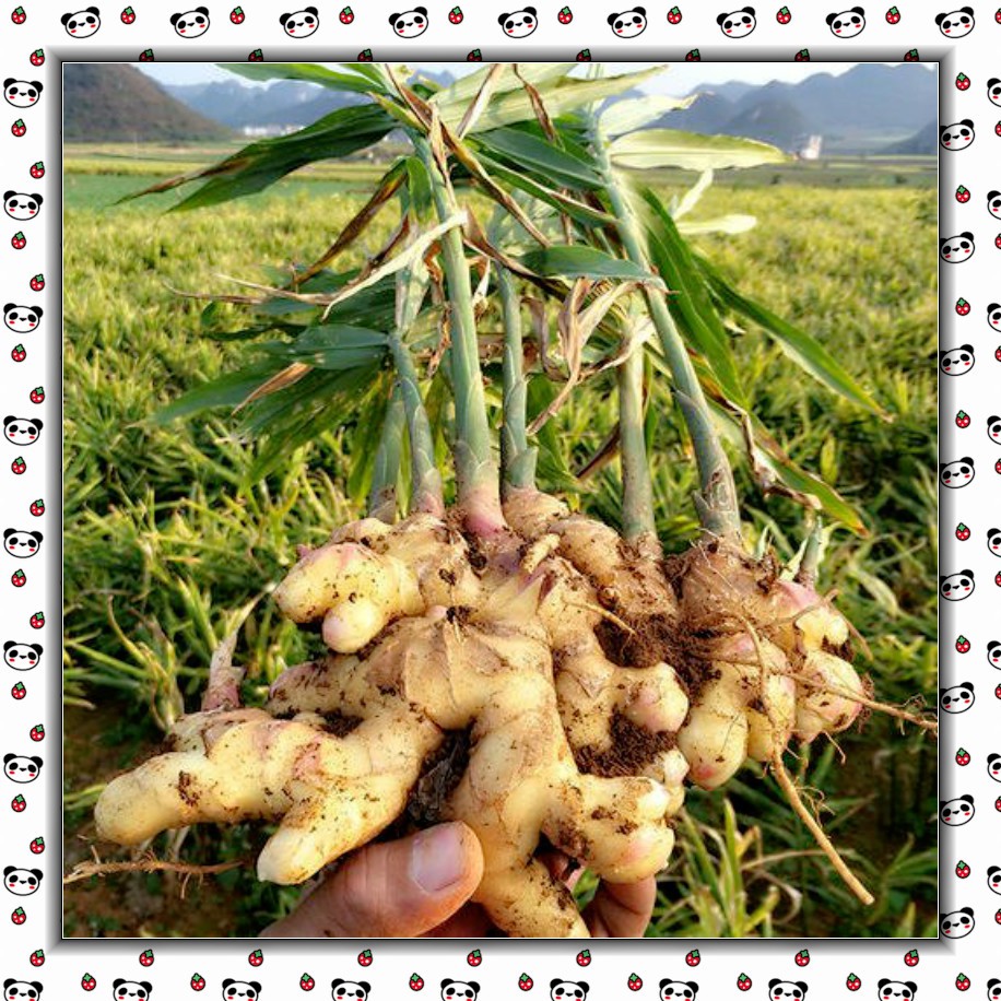 10PCS/Pack Zingiber Seeds Ginger Vegetable Bonsai Zingiber Officinale ...
