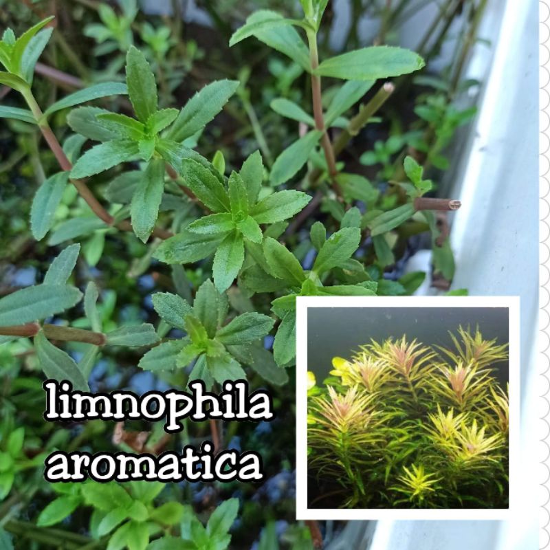 Limnophila aromatica Aquatic plants ( 5stems ) | Shopee Philippines