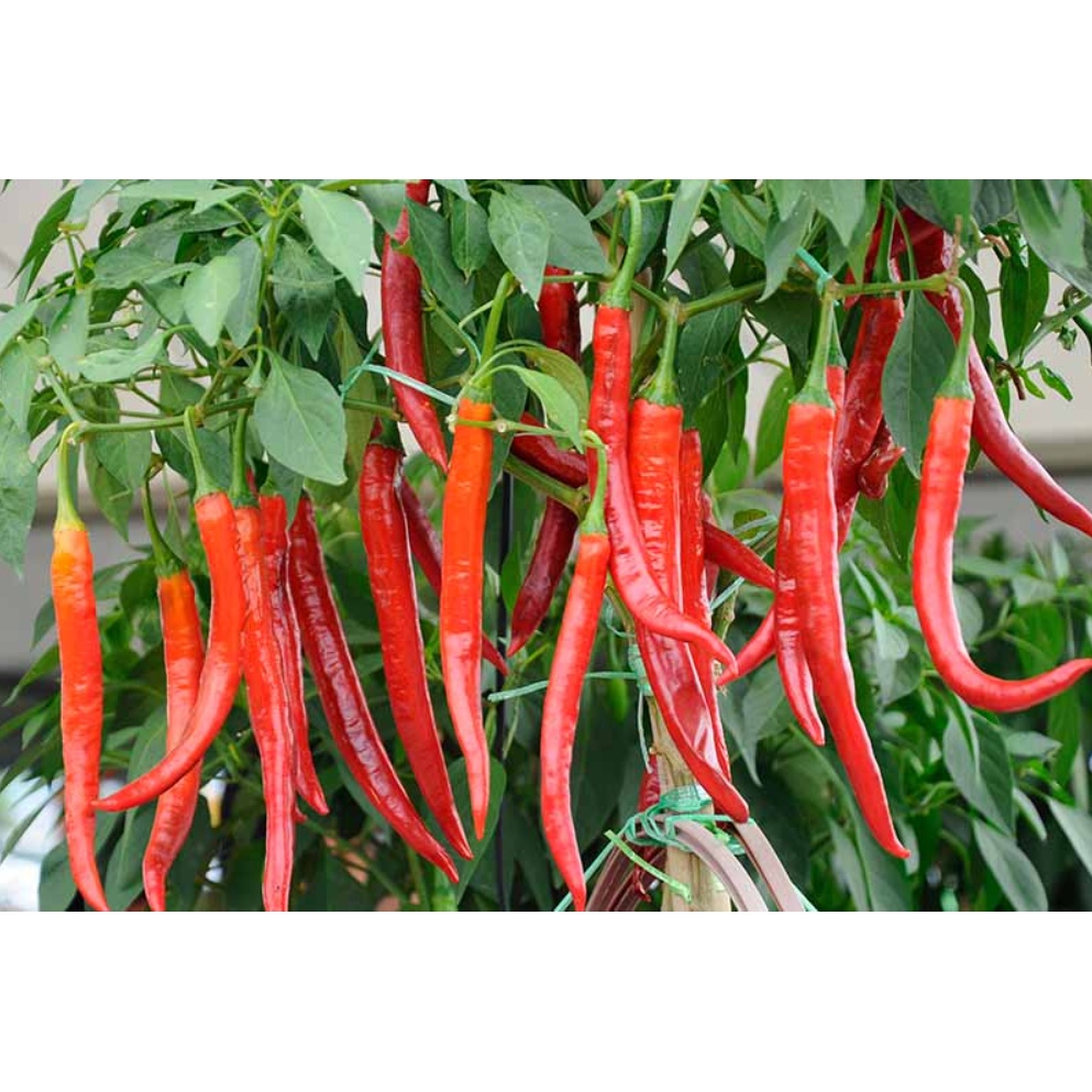 siling pula / red hot chili pepper seeds - 25pesos per pack - condor ...