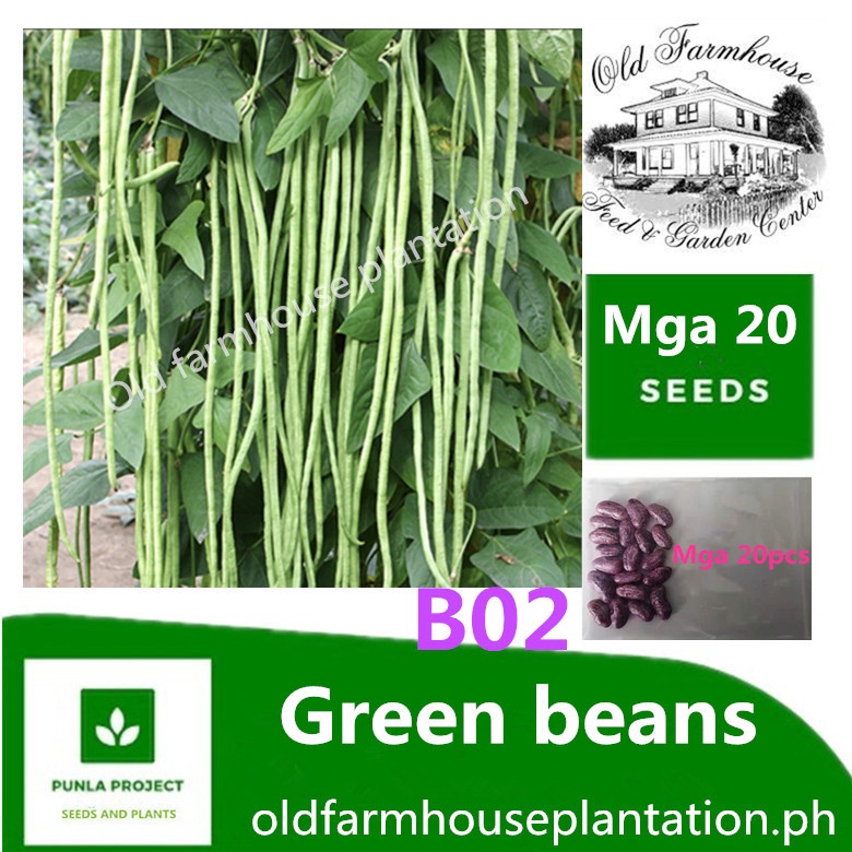 20/100PCS Green Long Beans Sitaw Seeds - High Yield Sitaw Seeds Green ...