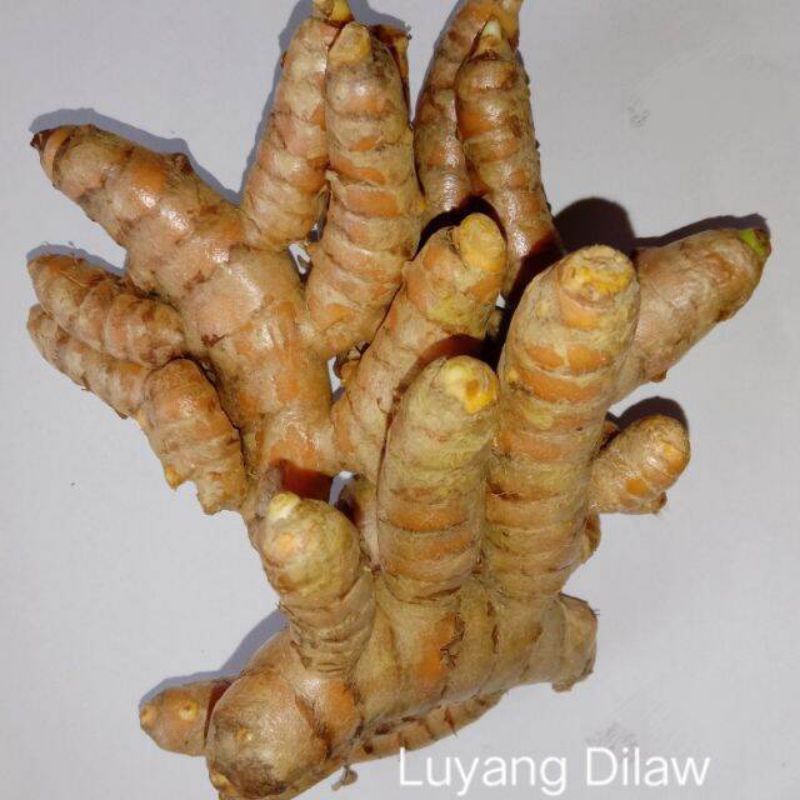 1kg Luyang Dilaw or Turmeric Roots | Shopee Philippines