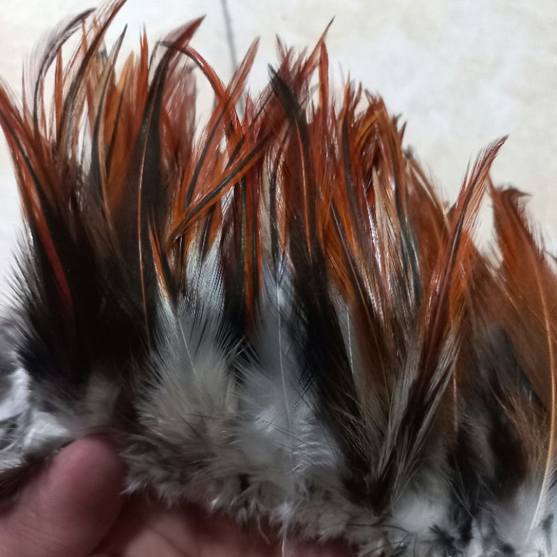 The Fine Fur Of The Rooster Kampung Jago Chicken Has Been Assembled ...