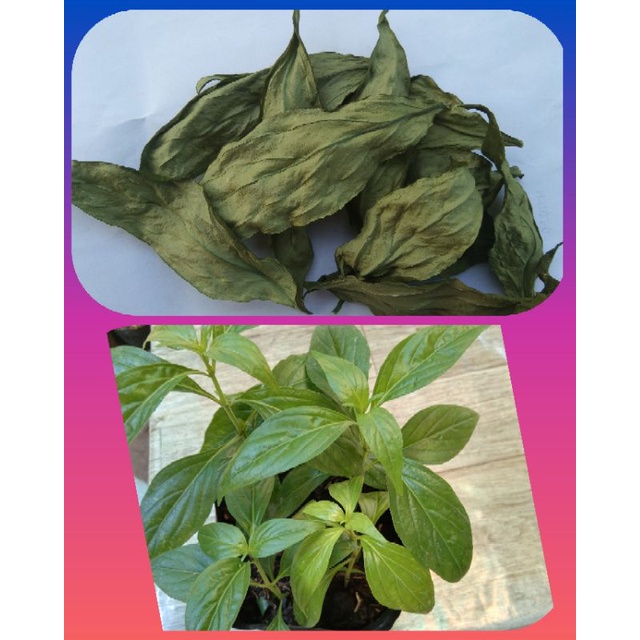 Serpentina Leaves (Dried or Fresh) | Shopee Philippines