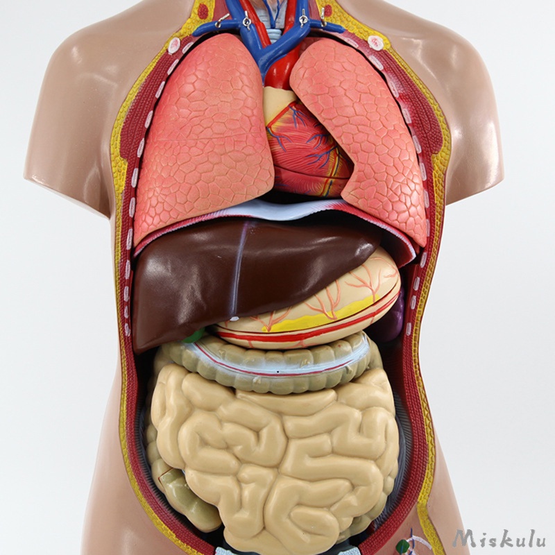 Human Torso Body Model Doll 7 Removable Parts Model Kids Learning Toy ...