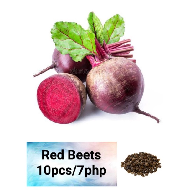 Red Beets Seeds (10pcs) | Shopee Philippines