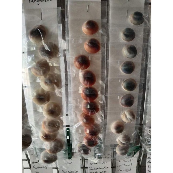 mutya ng bayoko shell sa negosyo( blessed And ritualized) | Shopee ...