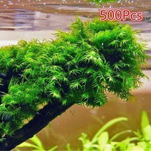 50Pcs Pearl Moss Seeds Ornamental Aquatic Plant Seeds Live Aquarium ...