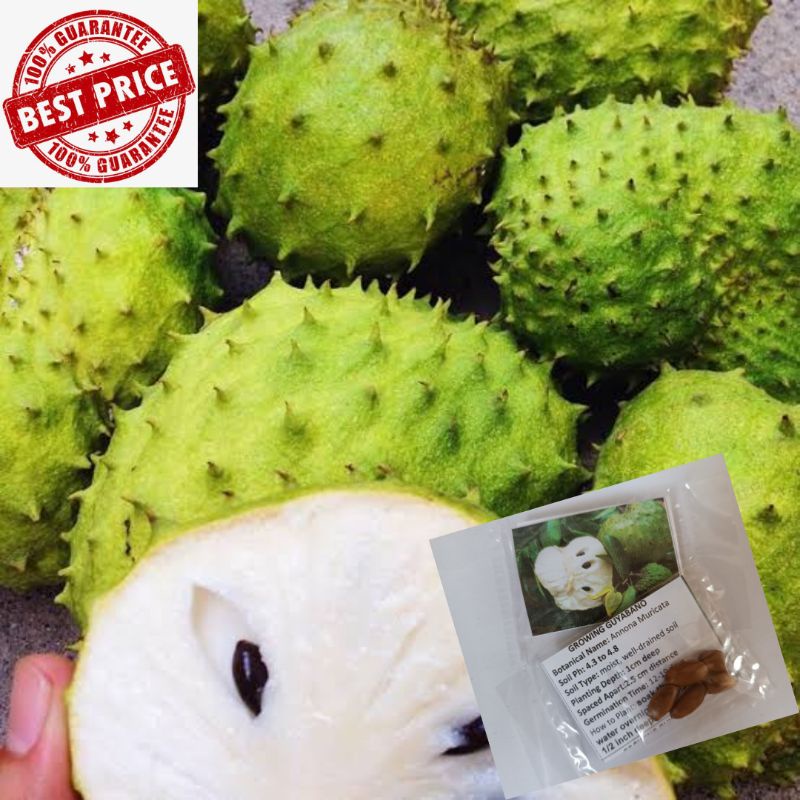 GUYABANO GIANT SEEDS (5pcs) | Shopee Philippines