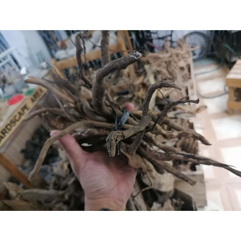 root bundle for details in aquascaping | Shopee Philippines