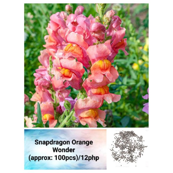 Snapdragon Orange Wonder Seeds (approx: 100pcs) | Shopee Philippines