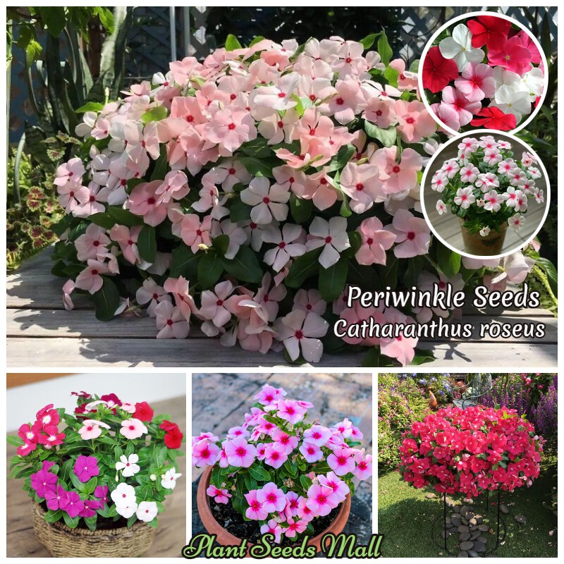 Philippines Ready Stock 50 pcs Seeds/pack Color Mixing Periwinkle Seeds ...