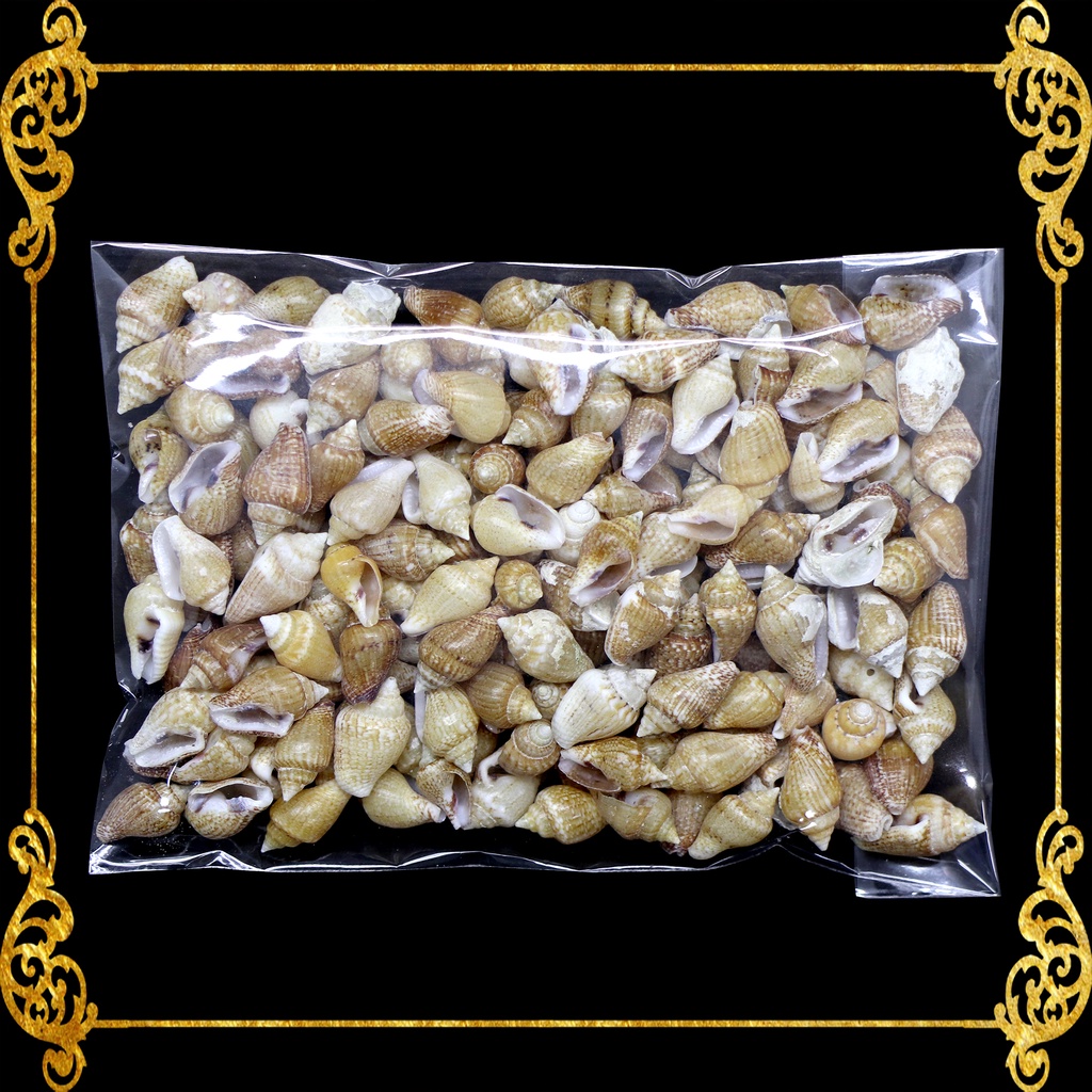 Tingi Pack | Palay | Dotted Dove Shell | Natural | Shopee Philippines