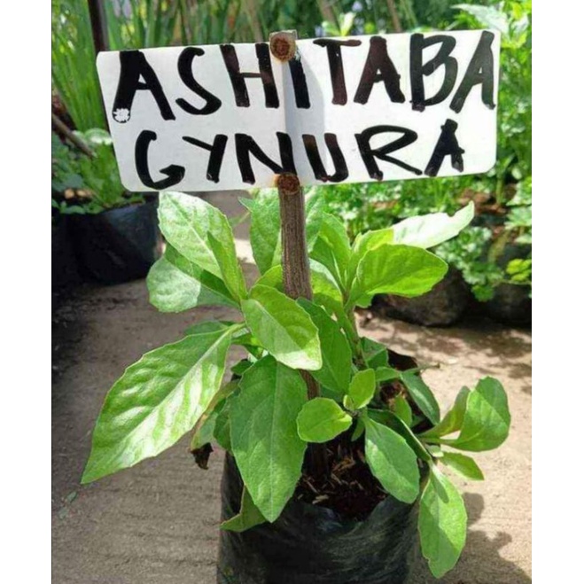 Gynura Ashitaba buy 5 get 1 | Shopee Philippines
