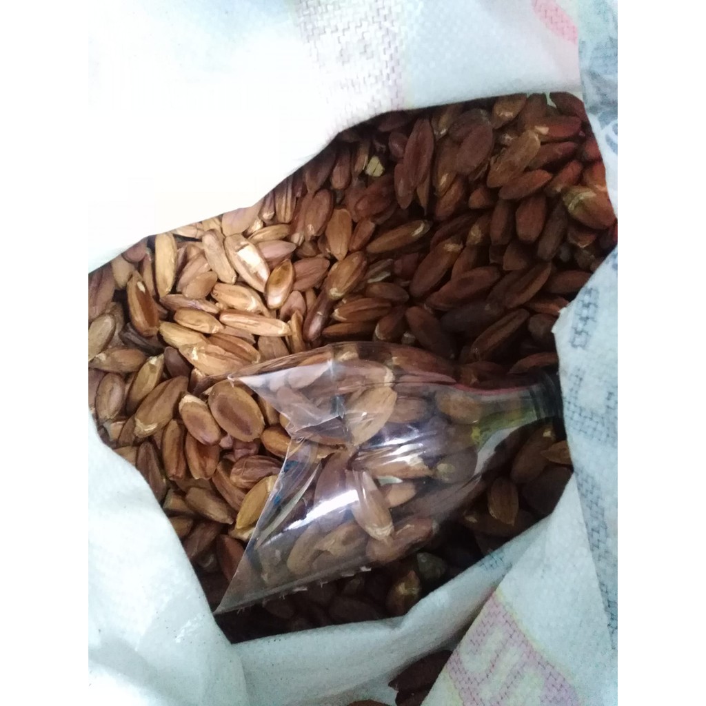1kg Fresh Raw Pili Nuts From Albay | Shopee Philippines