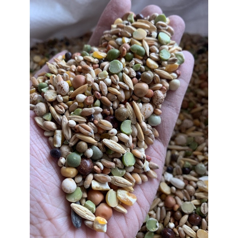 Progressive SPEED Conditioner Concentrate for chicken/sabong | Shopee ...