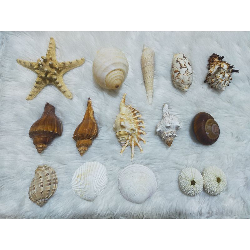 Decorative Large Shells Sold /Pieces | Shopee Philippines