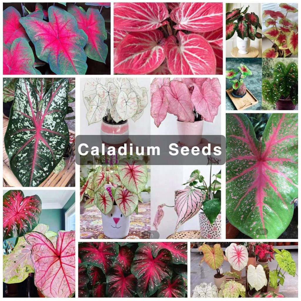 Rare Caladium Plant Seeds Multiple Variations | Shopee Philippines