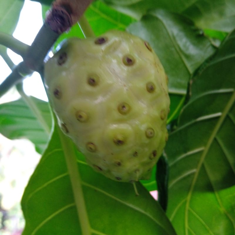 Noni Apatot Morinda citrifolia SEEDS (250 pcs.) | Shopee Philippines