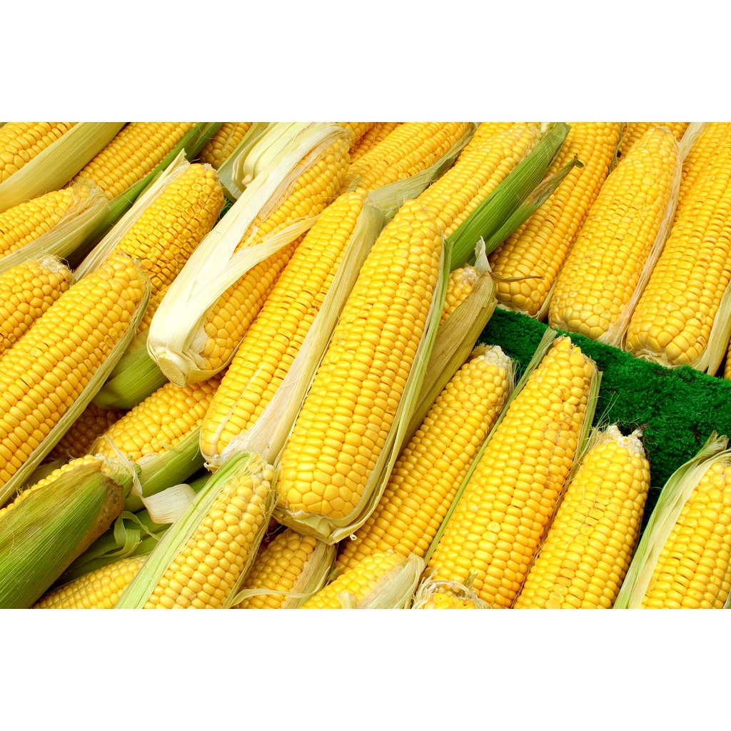 SUPER SWEET CORN SEEDS (50pcs seeds) High Yield / Easy to plant ...