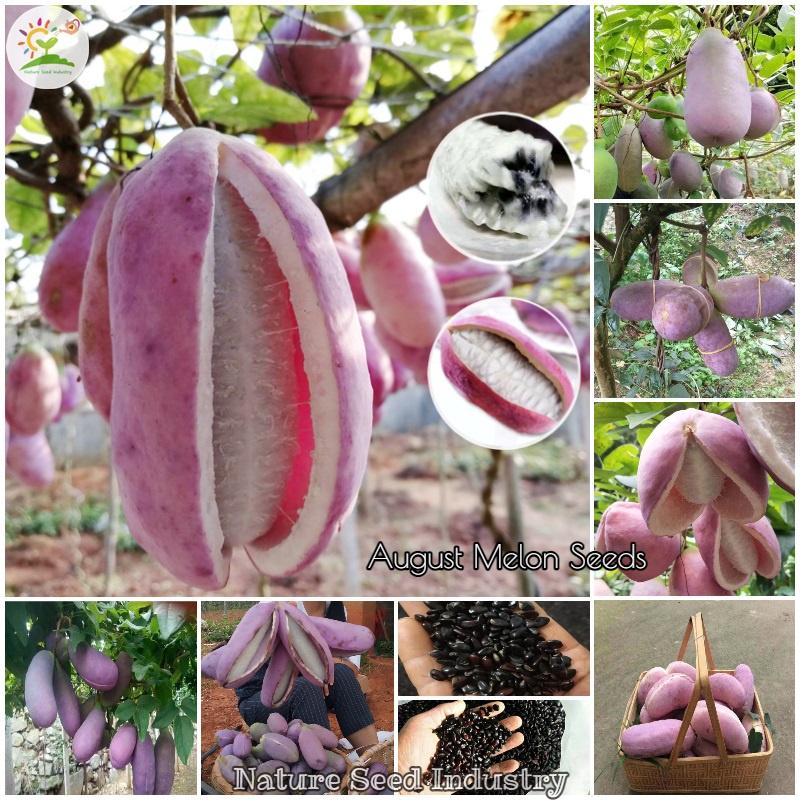 Sweet August Melon Seeds for Planting 50 seedsStauntonia Latifolia ...