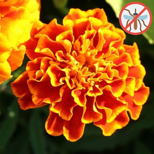 Sparky Marigold Seeds - Mixed Marigold Seeds - Marigold Sparky Seeds ...
