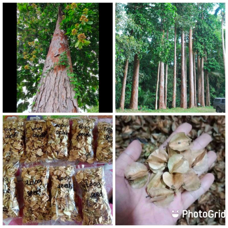TOOG SEEDS (15 seeds) buy 2 get 1 free | Shopee Philippines