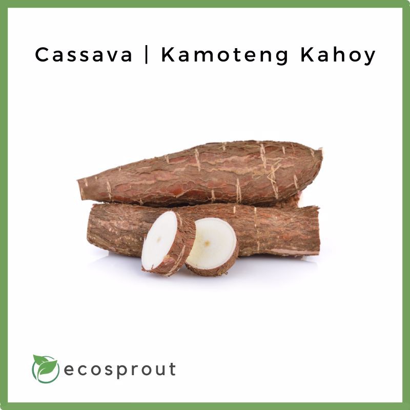 Fresh Cassava | Kamoteng Kahoy | From 500g | Fresh Vegetables | Fresh ...