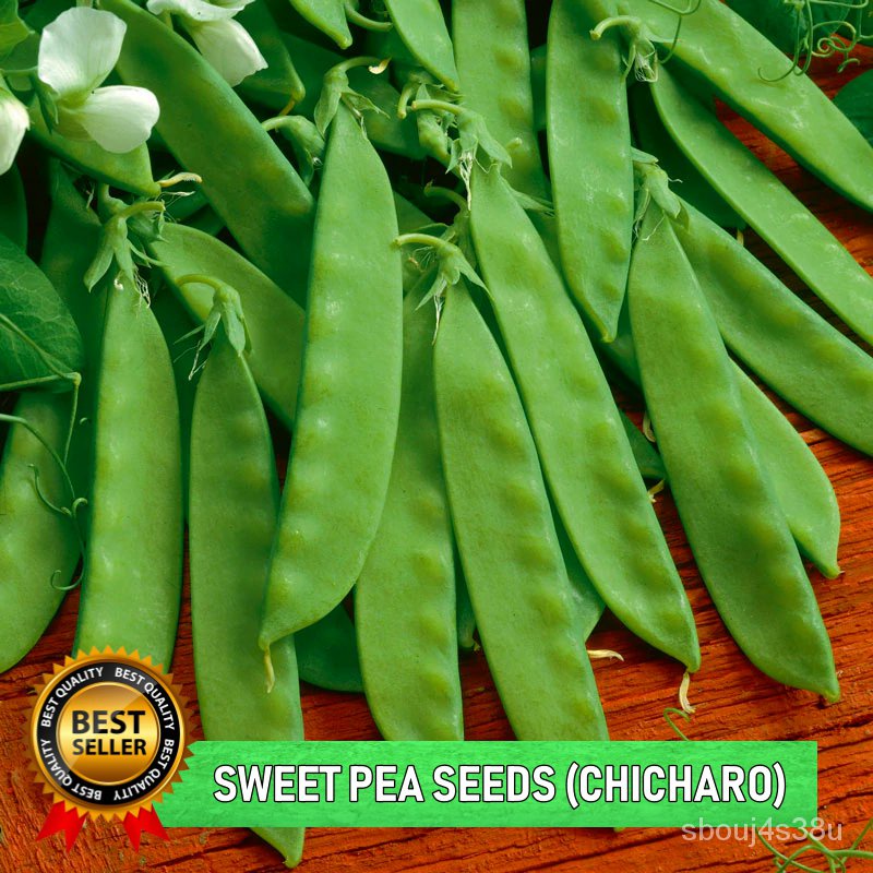 flower seeds CHICHARO/SITSARO/SWEET PEA SEEDS - 30pcs seeds /HYBRID ...