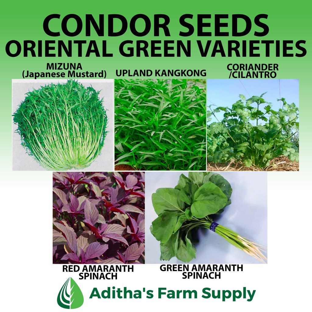 Condor Seeds: Oriental Green Varieties (Japanese Mustard, Upland ...