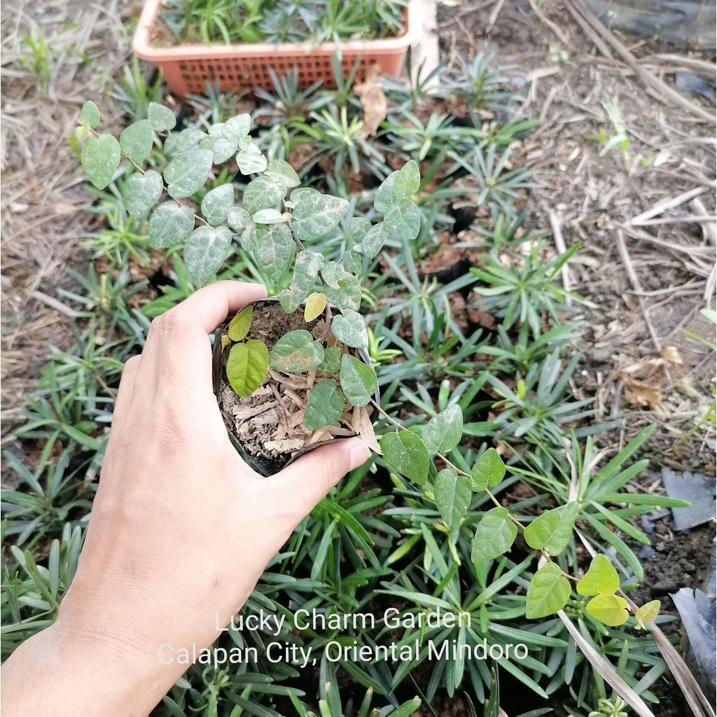 Ficus pumila or creeping fig (roots and soil intact) | Shopee Philippines
