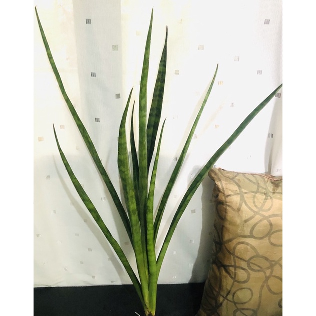 Snake Plant Green (big size)- 1 pc stalk with roots around 25 inches in ...
