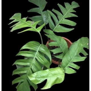 Shop dragon tail monstera for Sale on Shopee Philippines