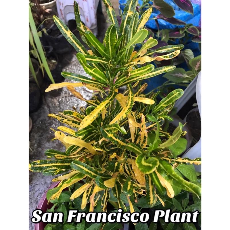 San Francisco Live, Rooted Plant (COD) | Shopee Philippines