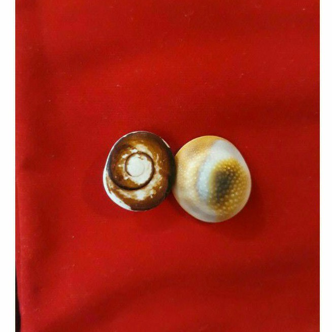 Bayuko Charms | Pacific's Cat Eye or Shiva Eye Shell | Shopee Philippines