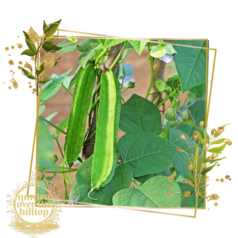 winged bean/sigarilyas/segidilla/kalamismis pal-lang seeds | Shopee ...