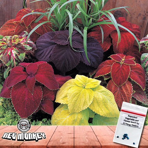 Coleus Giant Formula Mix Flower ( 4 Seeds ) | Shopee Philippines