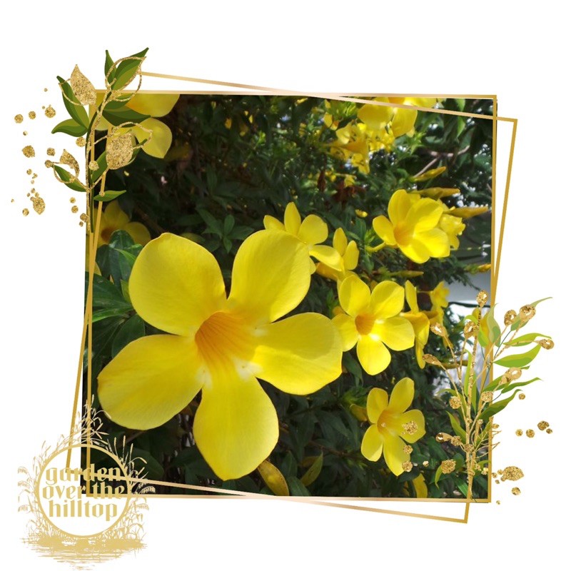 yellow bell/kampanilya plant cuttings | Shopee Philippines