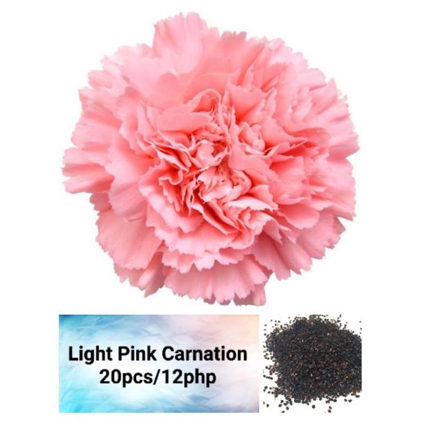 Carnation Light Pink Seeds (20pcs) | Shopee Philippines