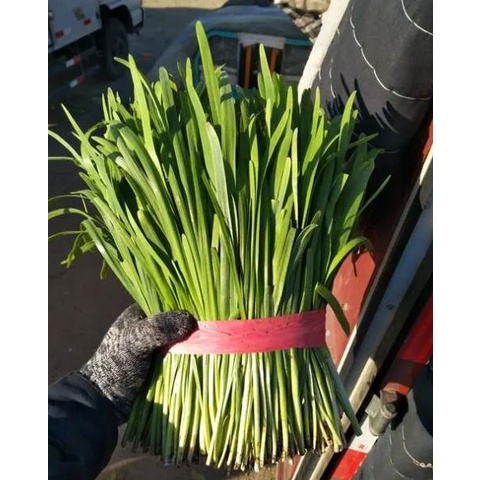 Premium Pack Chinese Purple Stem Kuchay Kutsay Vegetable Seeds 50grams ...