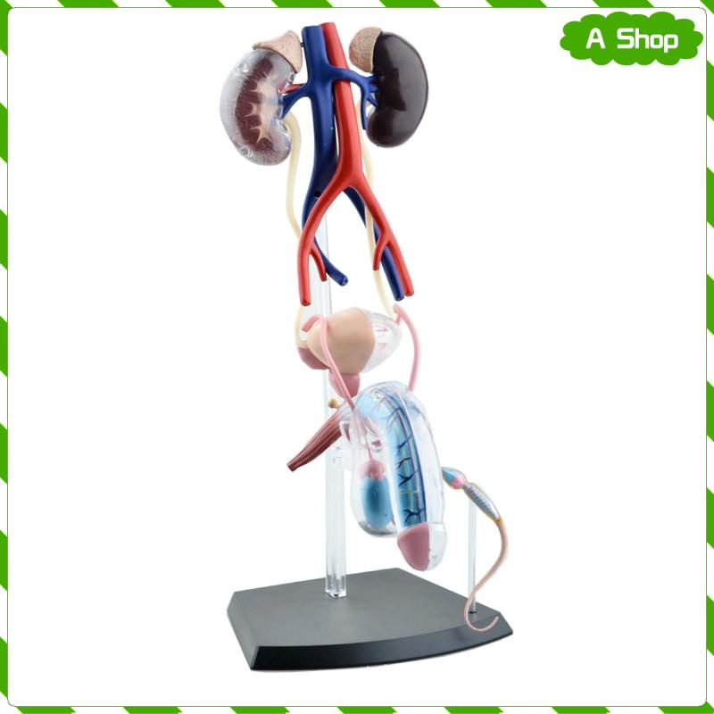 [wishshopeeljj] 4D Male Reproductive System Model W/ Base Stand ...