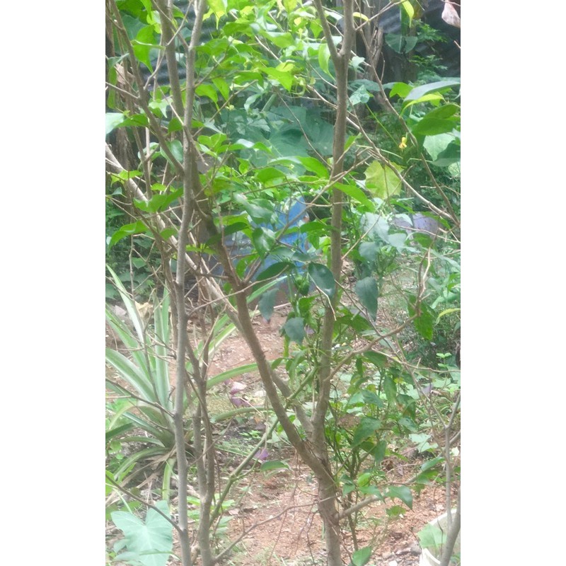 Balete/Ficus Tree - 3 pcs Stem Cuttings 15 inches in height | Shopee ...