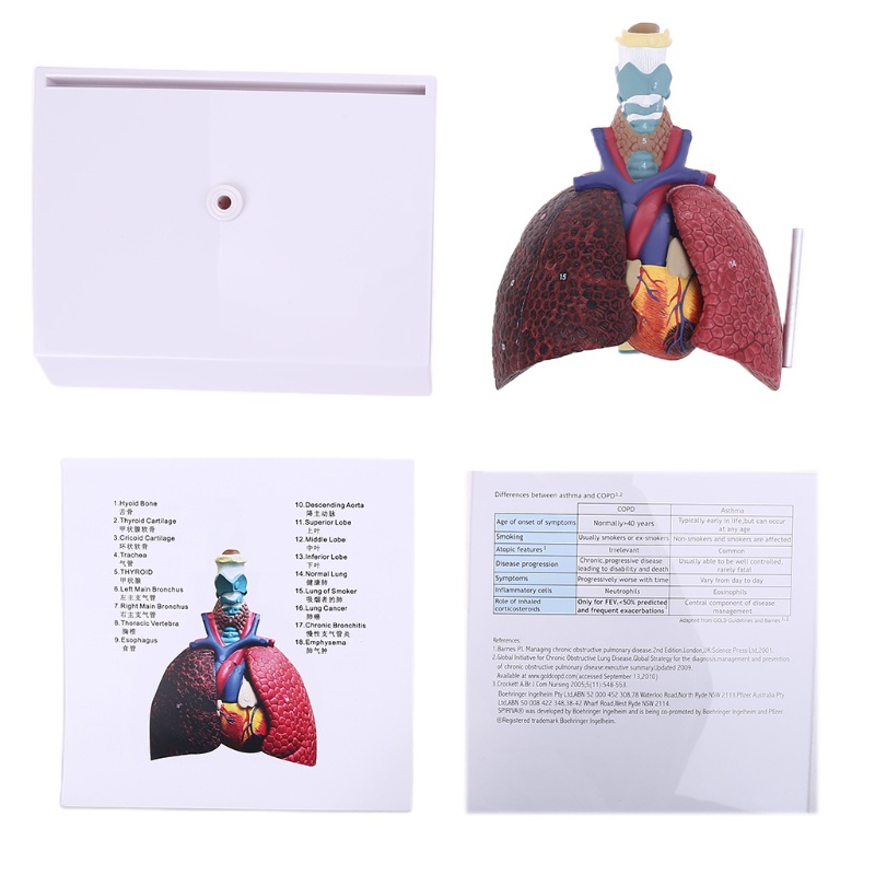 love* Life Size Human Lung Model Anatomical Respiratory System Anatomy ...